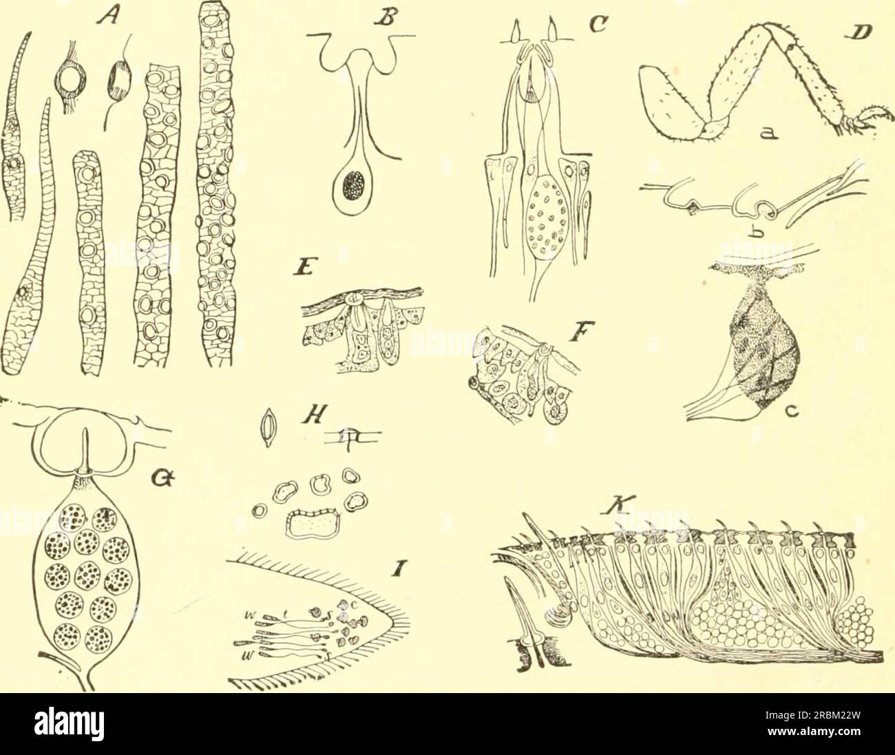 Sensory organs of insects Stock Photo - Alamy