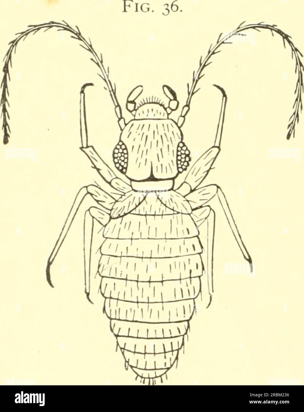 Book louse hi-res stock photography and images - Alamy