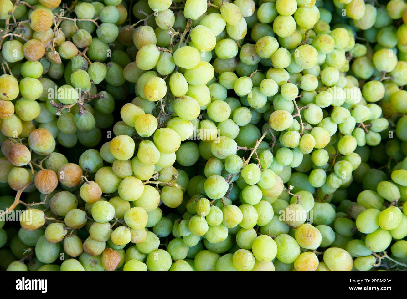 Grapes at a stall in the central fruit and vegetable market in Arequipa ...