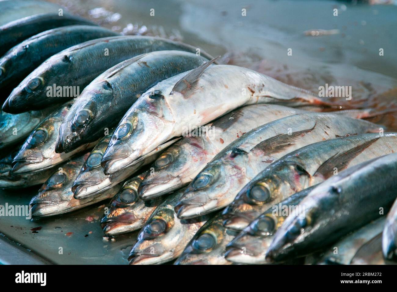 Fish stalls at Sant Camilo food market in Arequipa, Peru Stock Photo ...