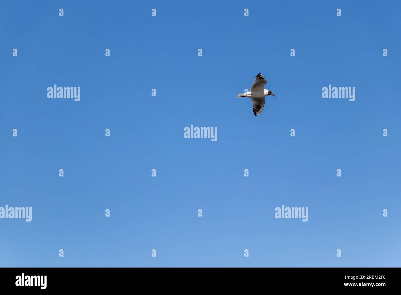 Skyward Majesty: Long Focus Portrait of Ukrainian Seagull Stock Photo ...