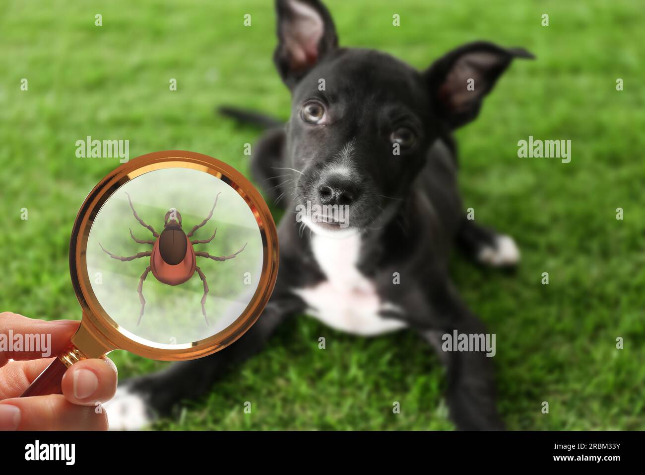 Cute dog outdoors and woman showing tick with magnifying glass, closeup ...