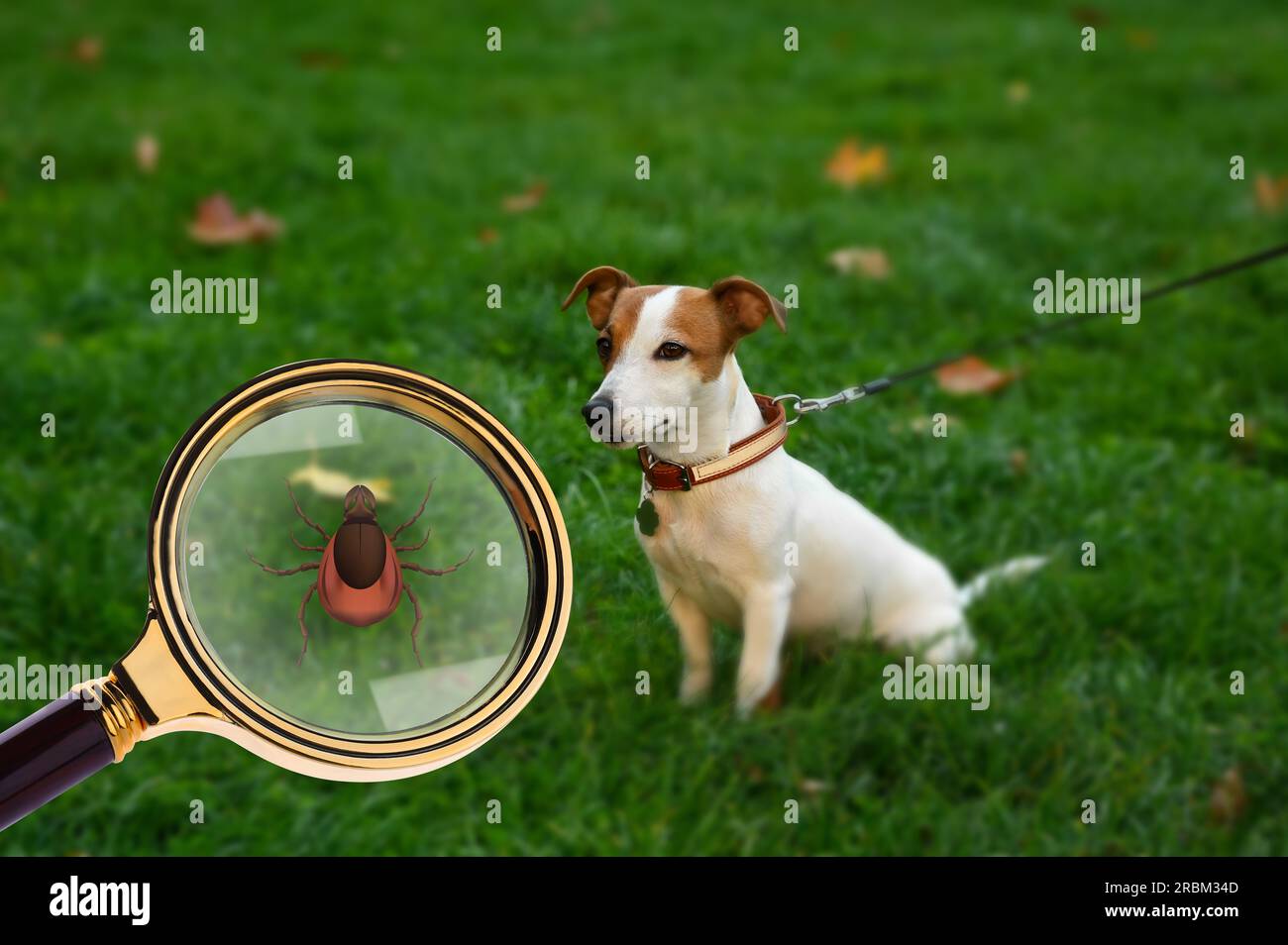Cute dog outdoors and illustration of magnifying glass with tick Stock ...
