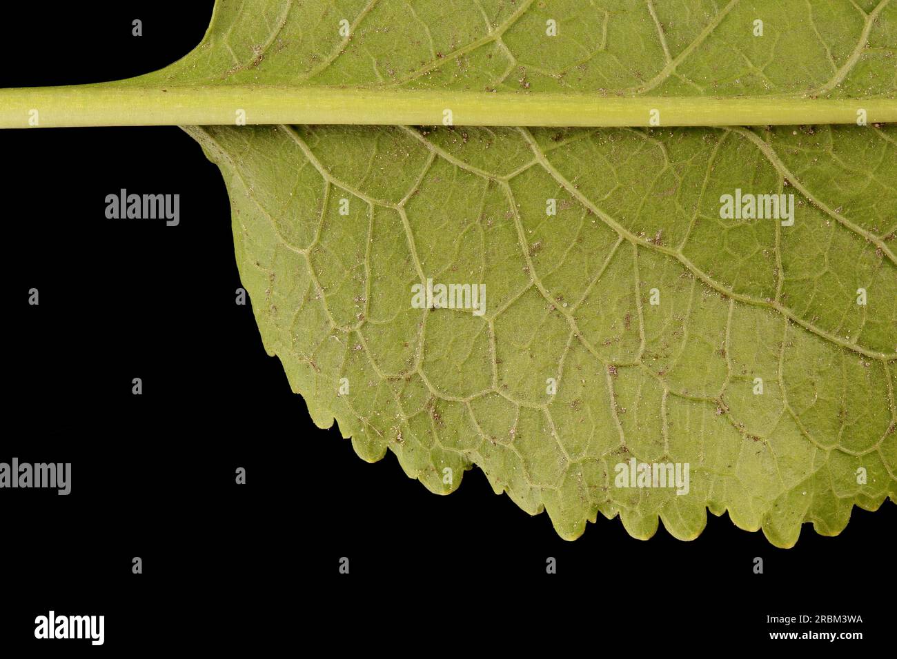 Basal leaf hi-res stock photography and images - Alamy