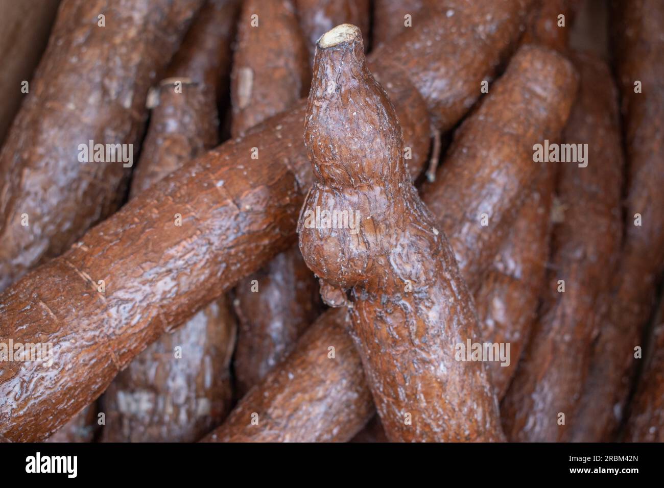 A close-up stock photo of a pile of raw cassava on display in a retail ...