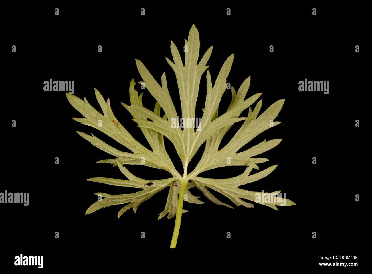 Meadow Buttercup (Ranunculus acris). Basal Leaf Closeup Stock Photo - Alamy