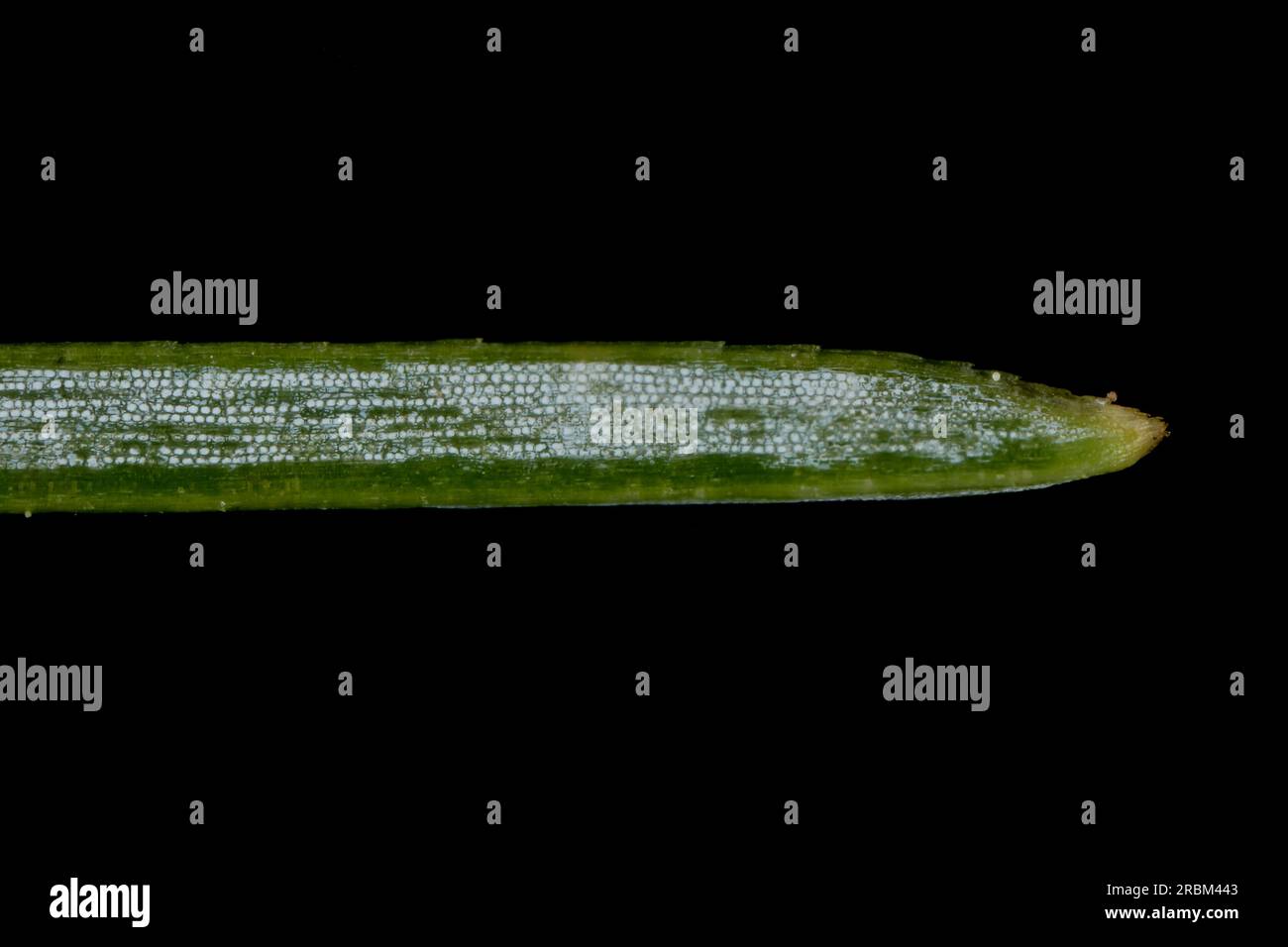 Stomatal line hi-res stock photography and images - Alamy