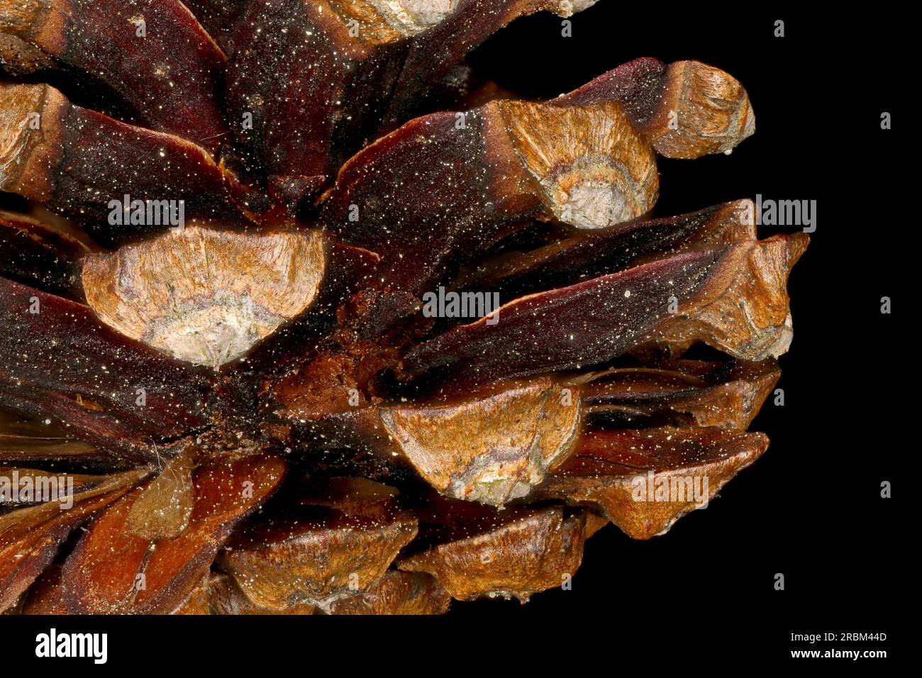 Cone detail hi-res stock photography and images - Alamy