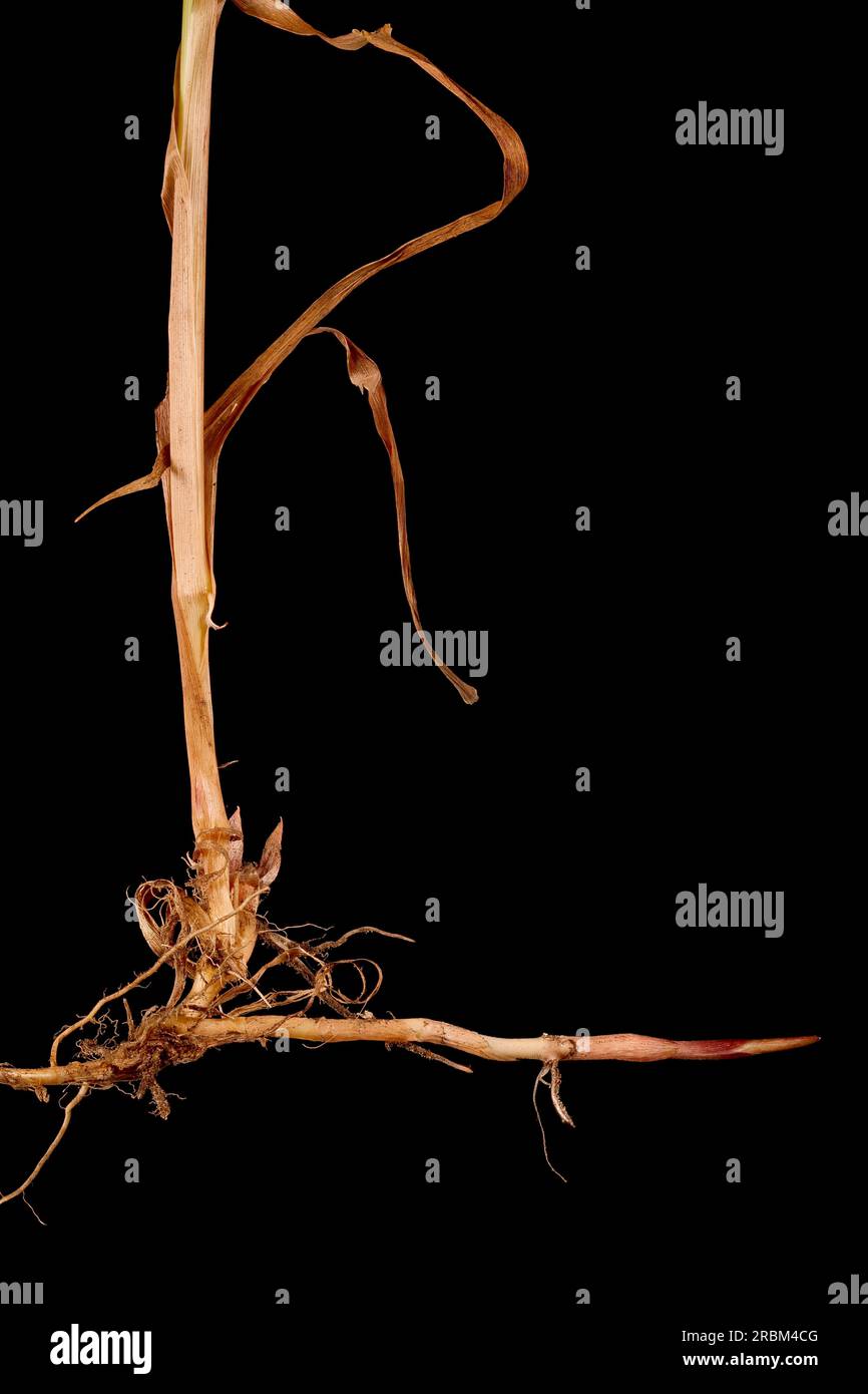 Stolon Rhizome Crown