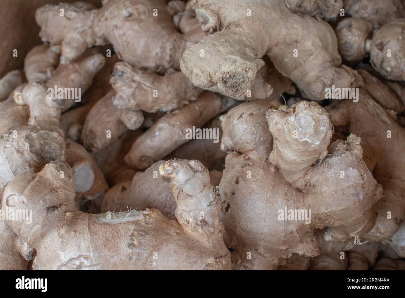 Ginger as a flowering plant whose rhizome is widely used as a spice and ...
