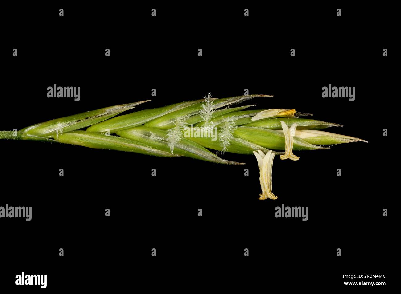 Lolium pratense hi-res stock photography and images - Alamy