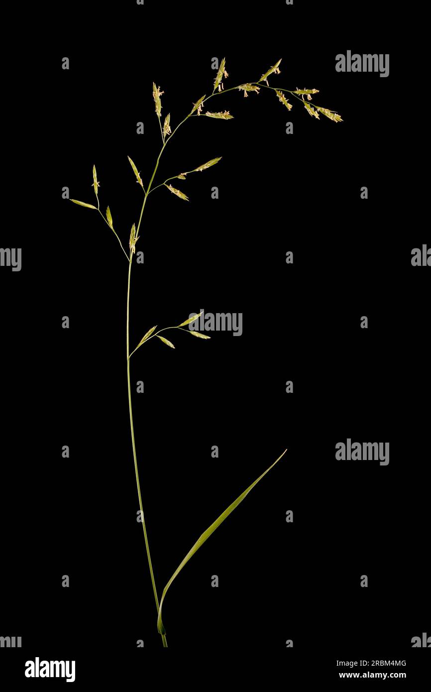 Lolium pratense hi-res stock photography and images - Alamy