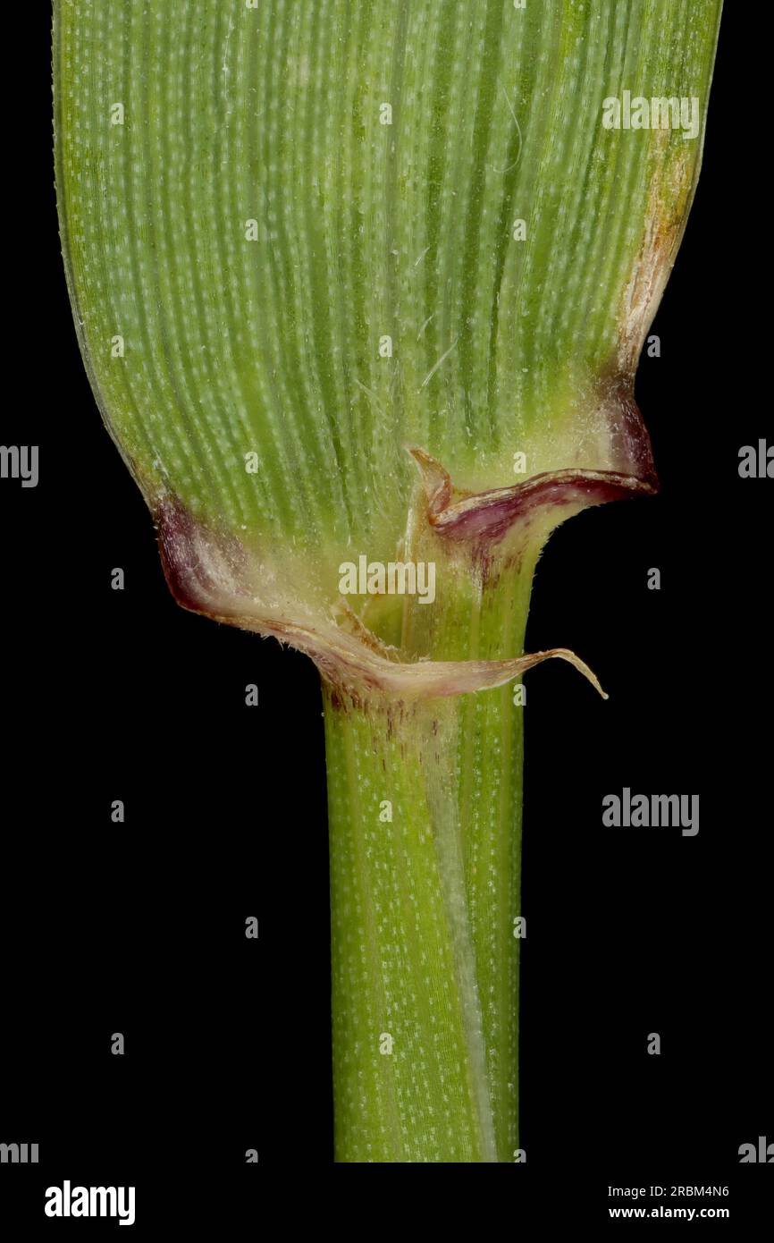 Meadow Fescue (Lolium pratense). Ligule and Leaf Sheath Closeup Stock ...