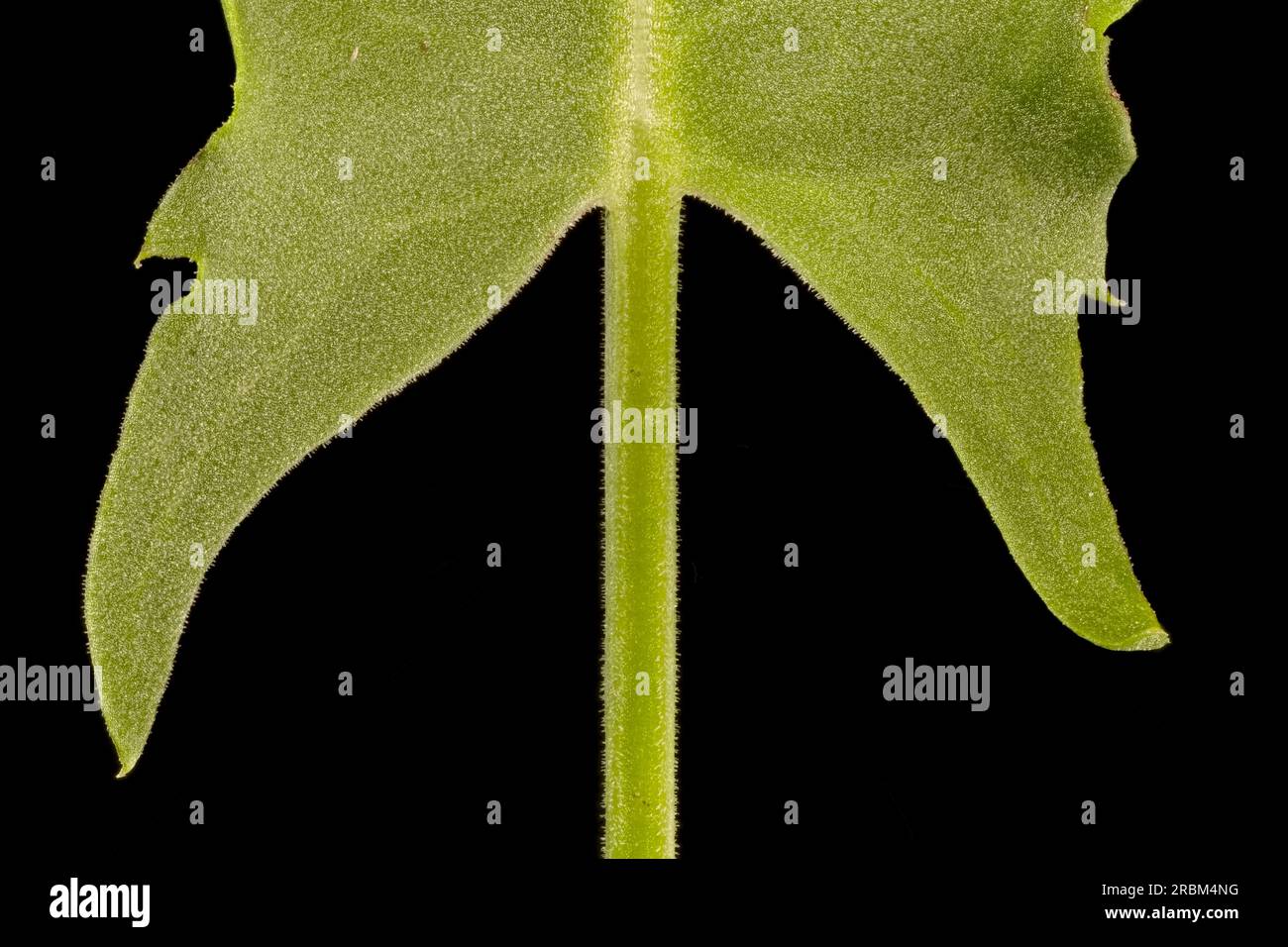 Sorrel (Rumex acetosa). Basal Leaf Base Closeup Stock Photo - Alamy