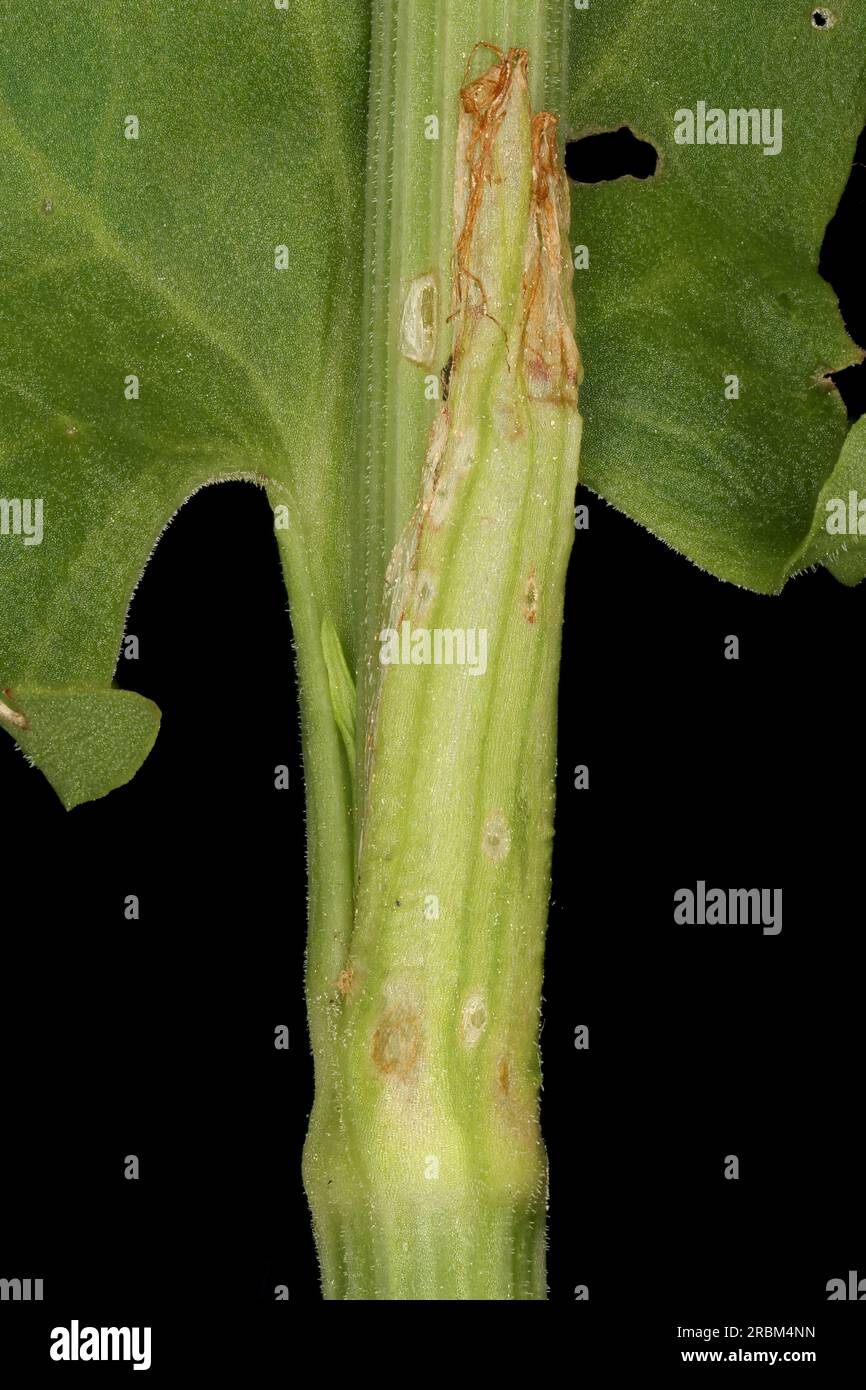 Ocrea hi-res stock photography and images - Alamy