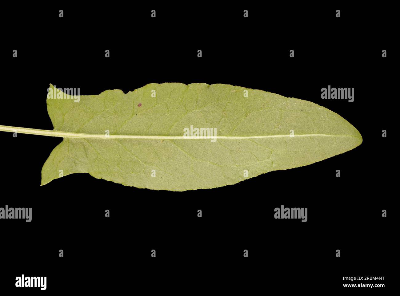 Basal lobe hi-res stock photography and images - Alamy