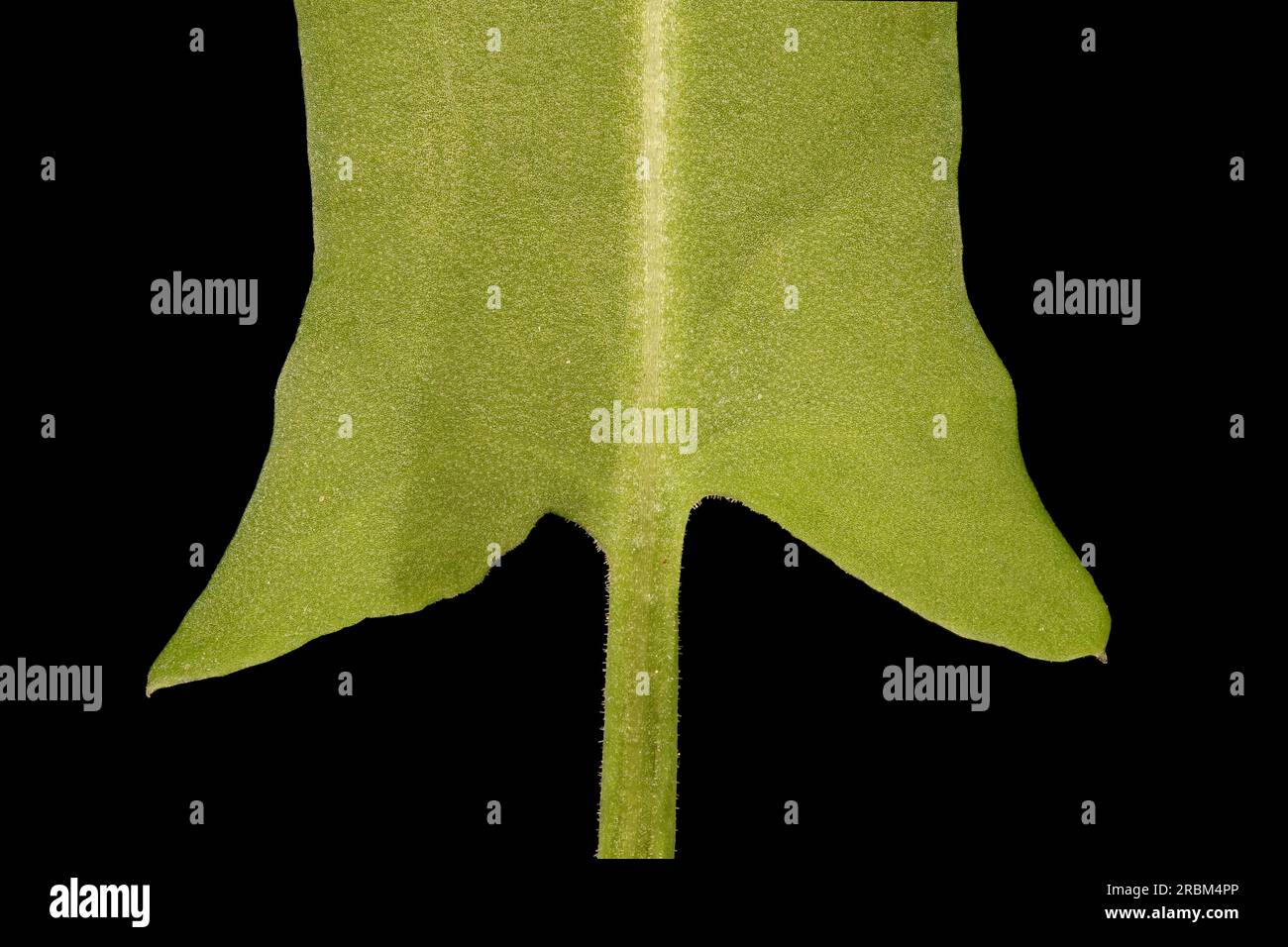 Sagittate leaf base hi-res stock photography and images - Alamy