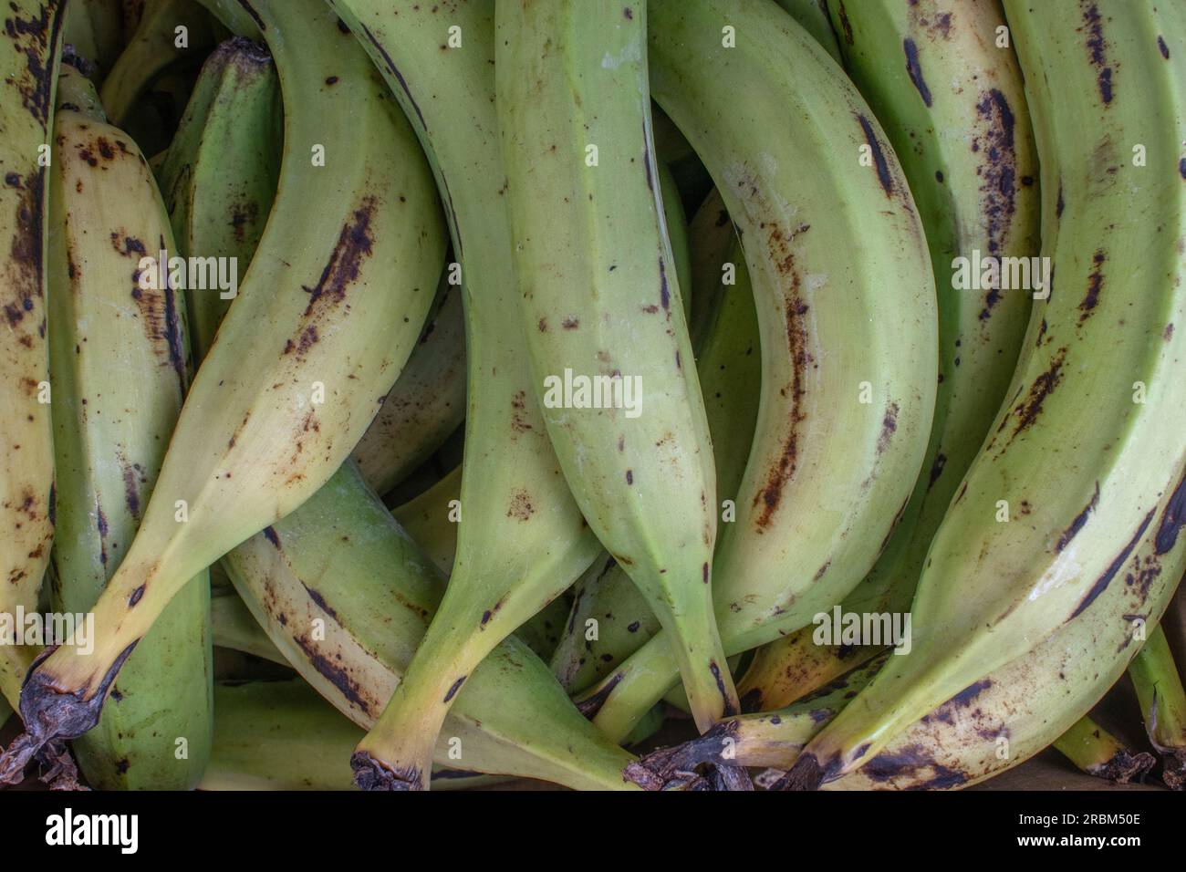 A close-up stock photo of raw green plantains on display in a retail ...