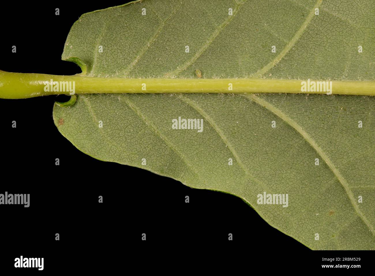 Revolute margin hi-res stock photography and images - Alamy