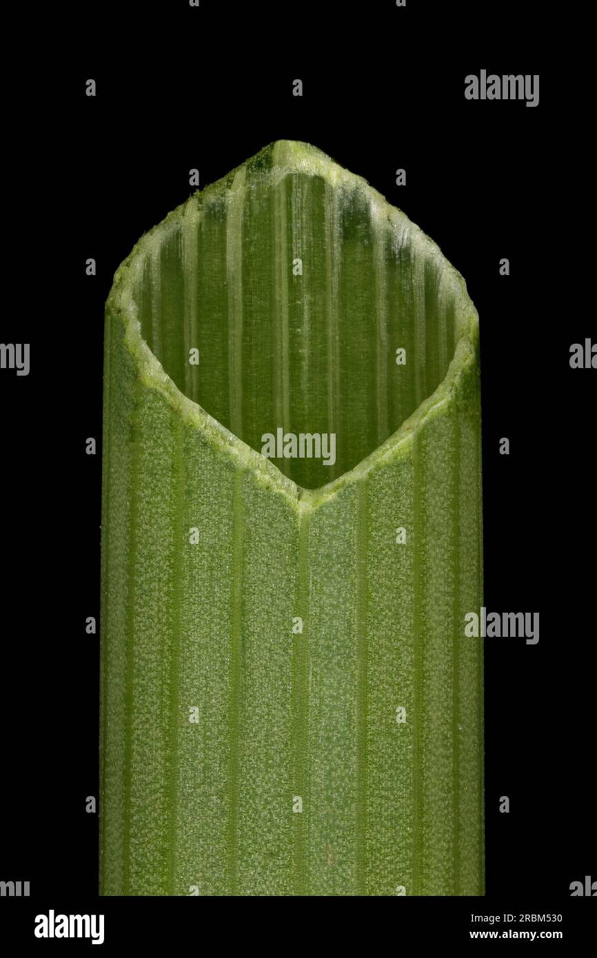 Jointed stem hi-res stock photography and images - Alamy