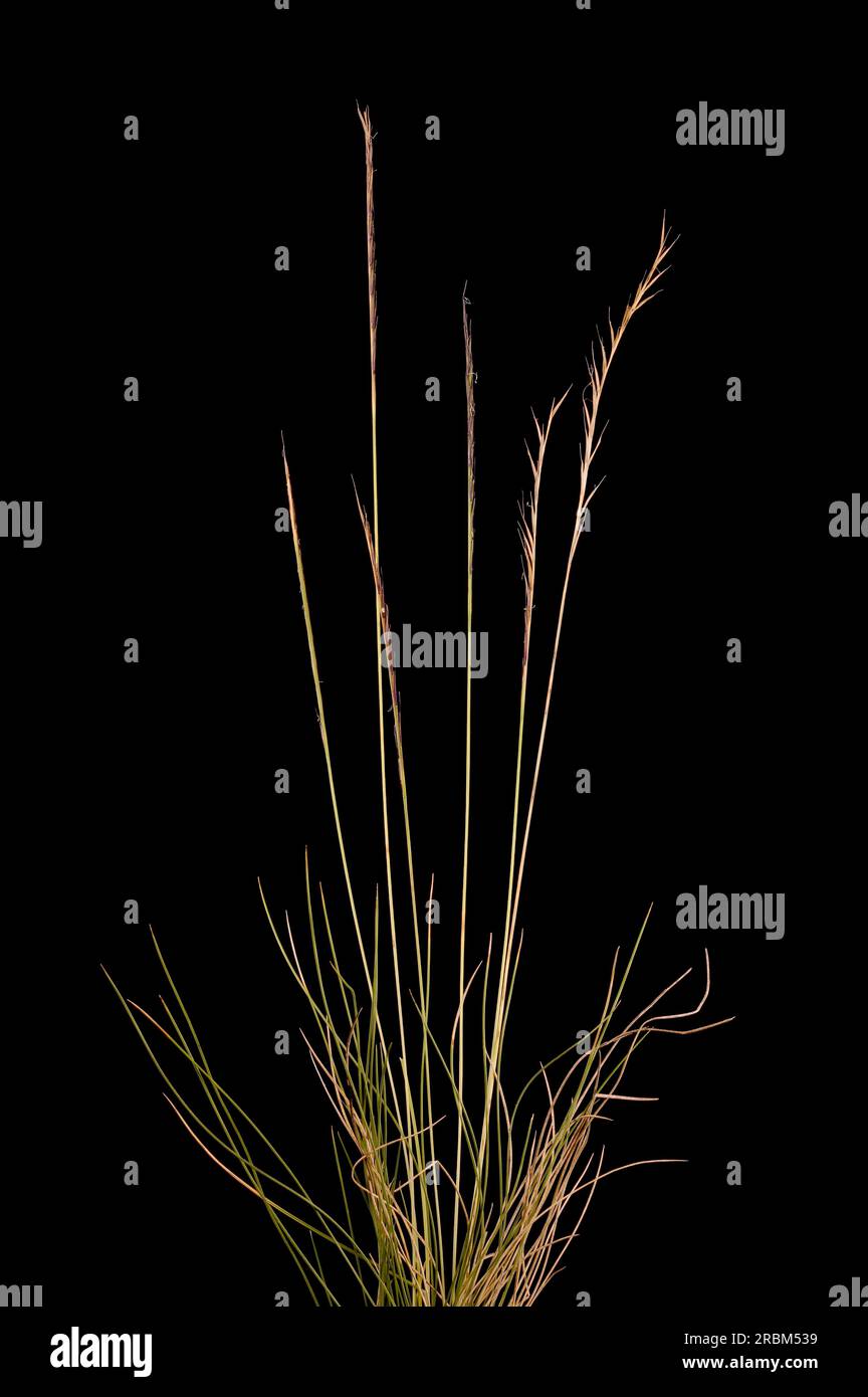 Mat Grass (Nardus stricta). Habit Stock Photo - Alamy