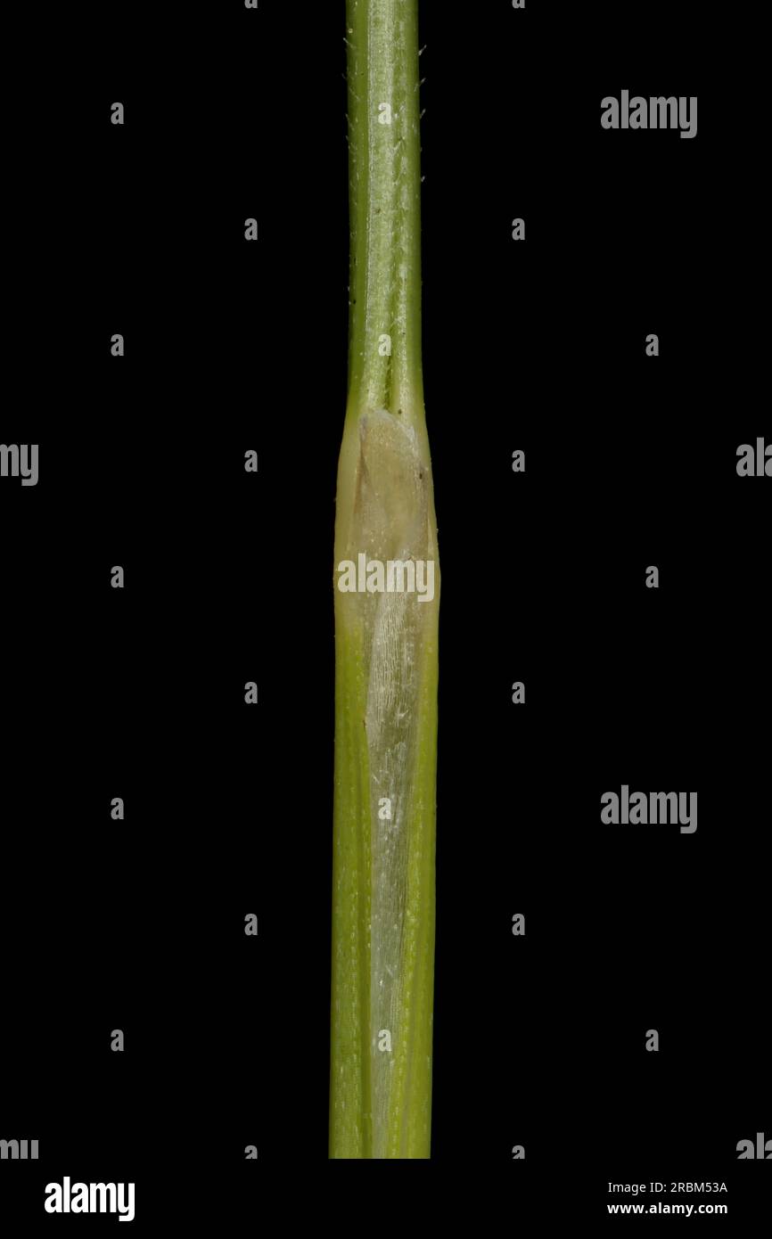 Mat Grass (Nardus stricta). Ligule and Leaf Sheath Closeup Stock Photo ...