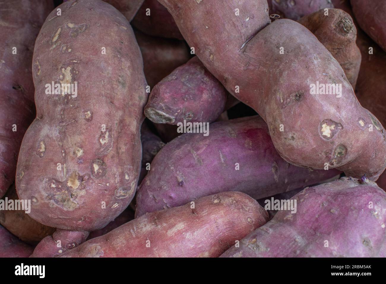 A close-up stock photo of sweet potatoes piled up in a retail store ...