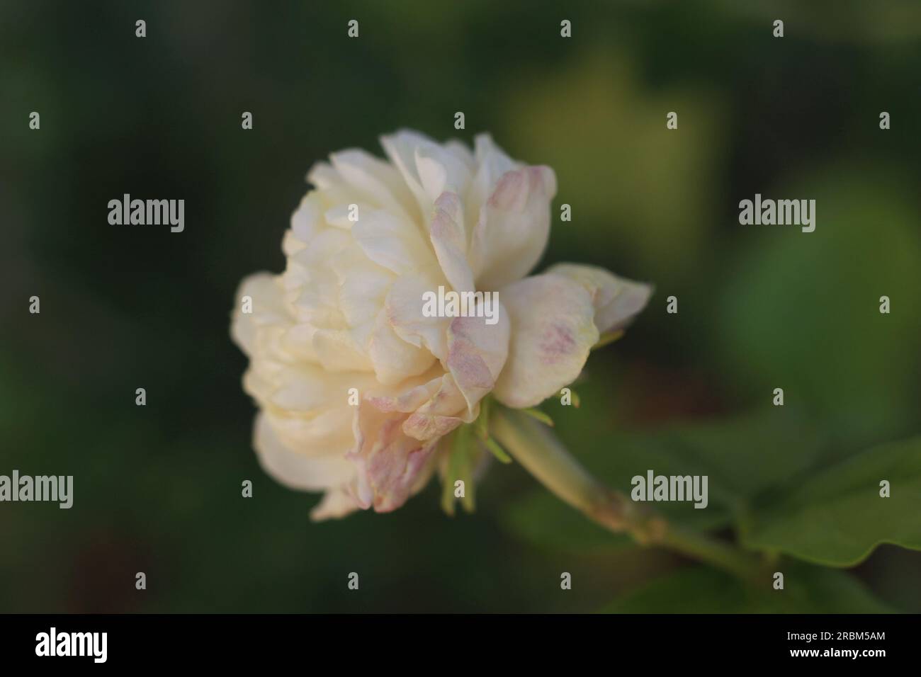 The Grand Duke of Tuscany fragrant jasmine flower Stock Photo - Alamy