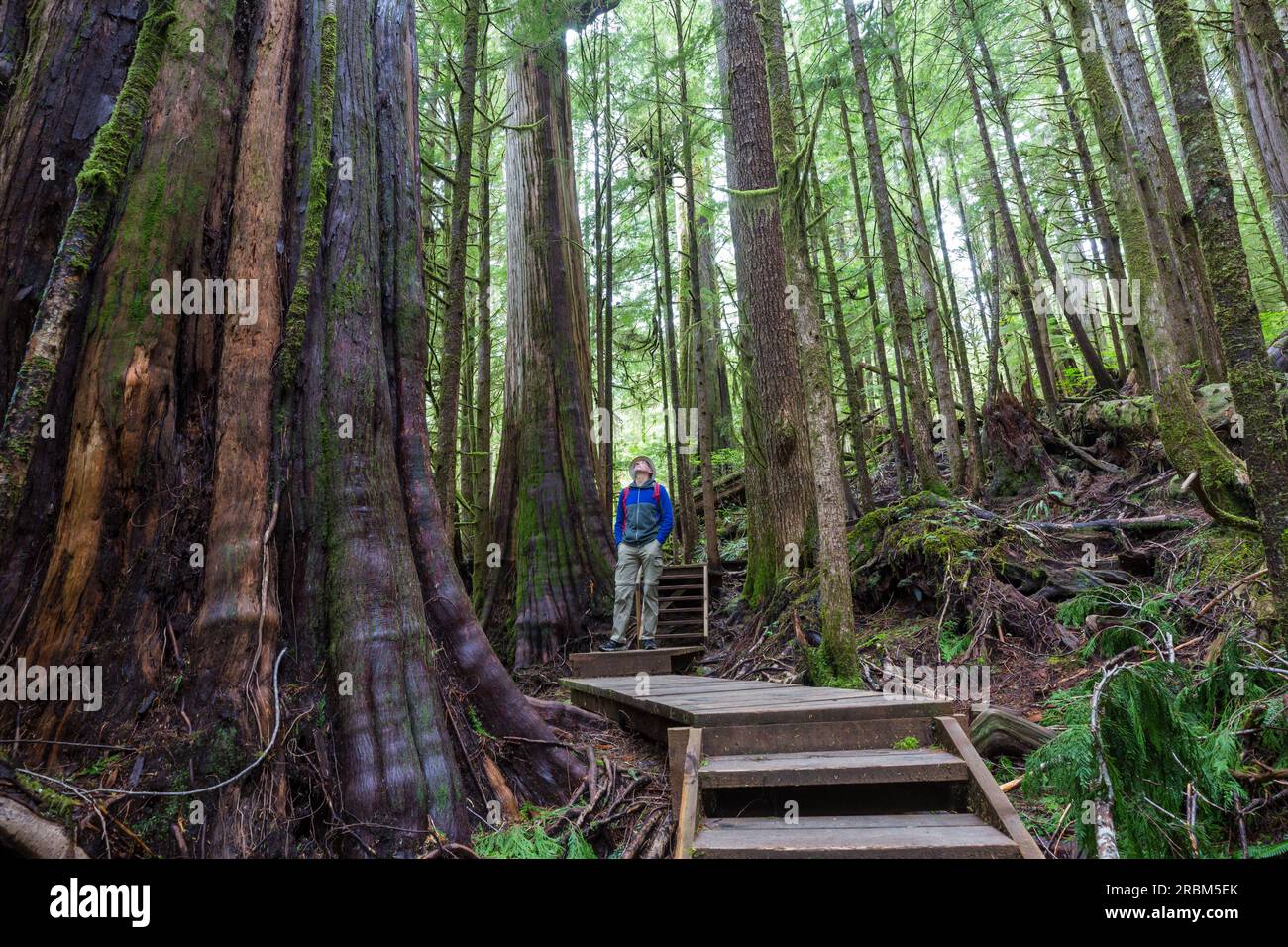Pathway in the sequoia forest Stock Photo - Alamy