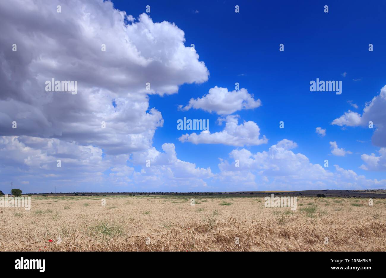 Wheat field in Apulia, Italy. Alta Murgia National Park is a limestone ...