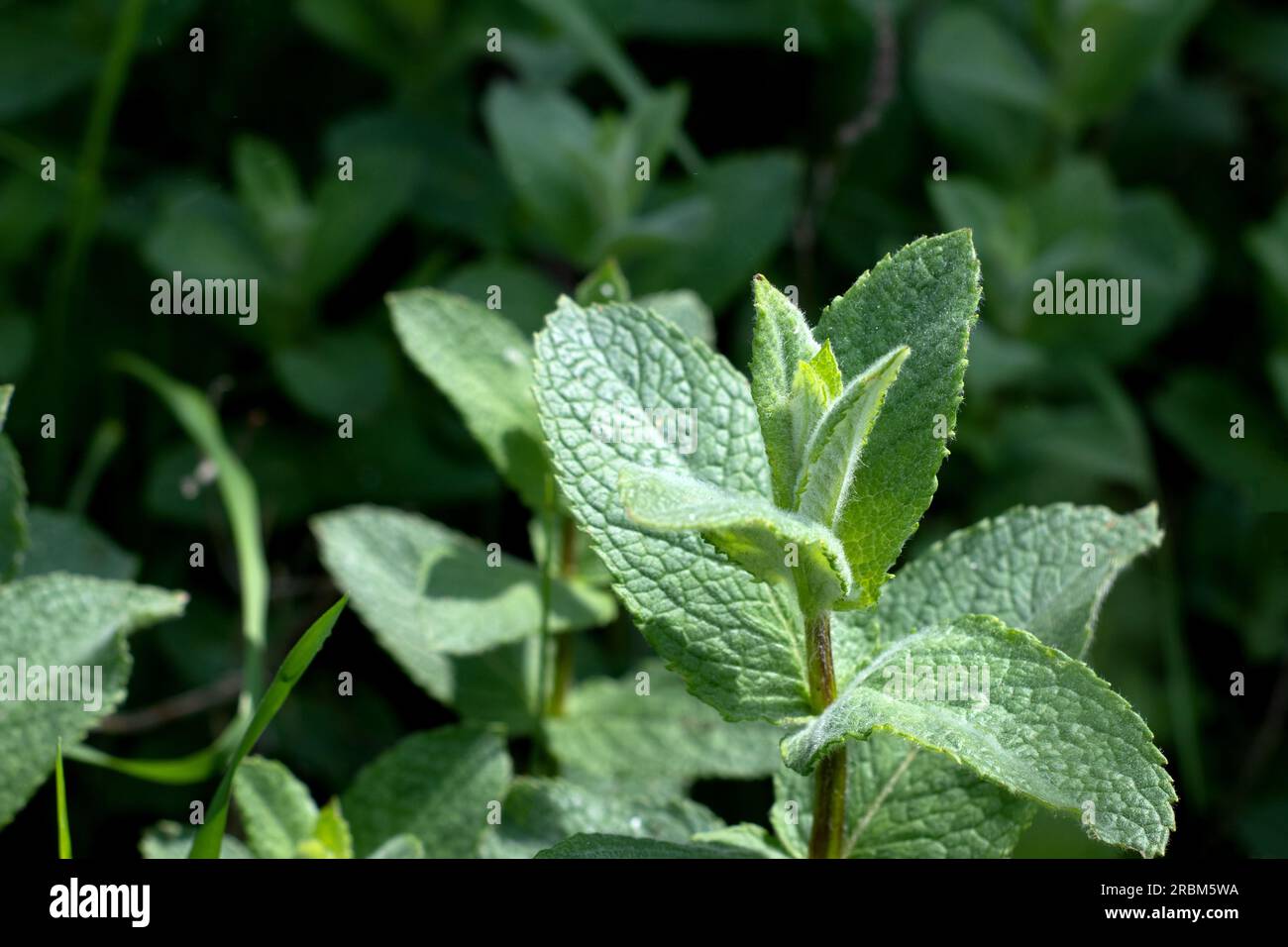 Oregano bright green furry new leaves Origanum vulgare. Fresh oregano ...