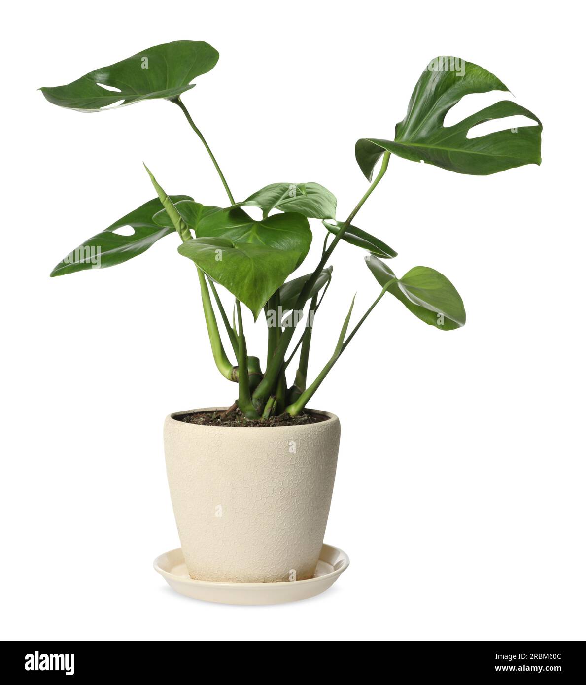 Beautiful monstera plant in pot on white background. House decor Stock ...