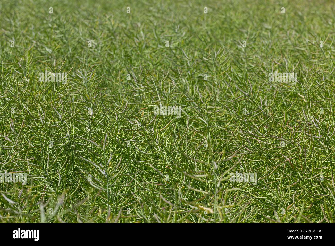 Ripe canola field hi-res stock photography and images - Alamy