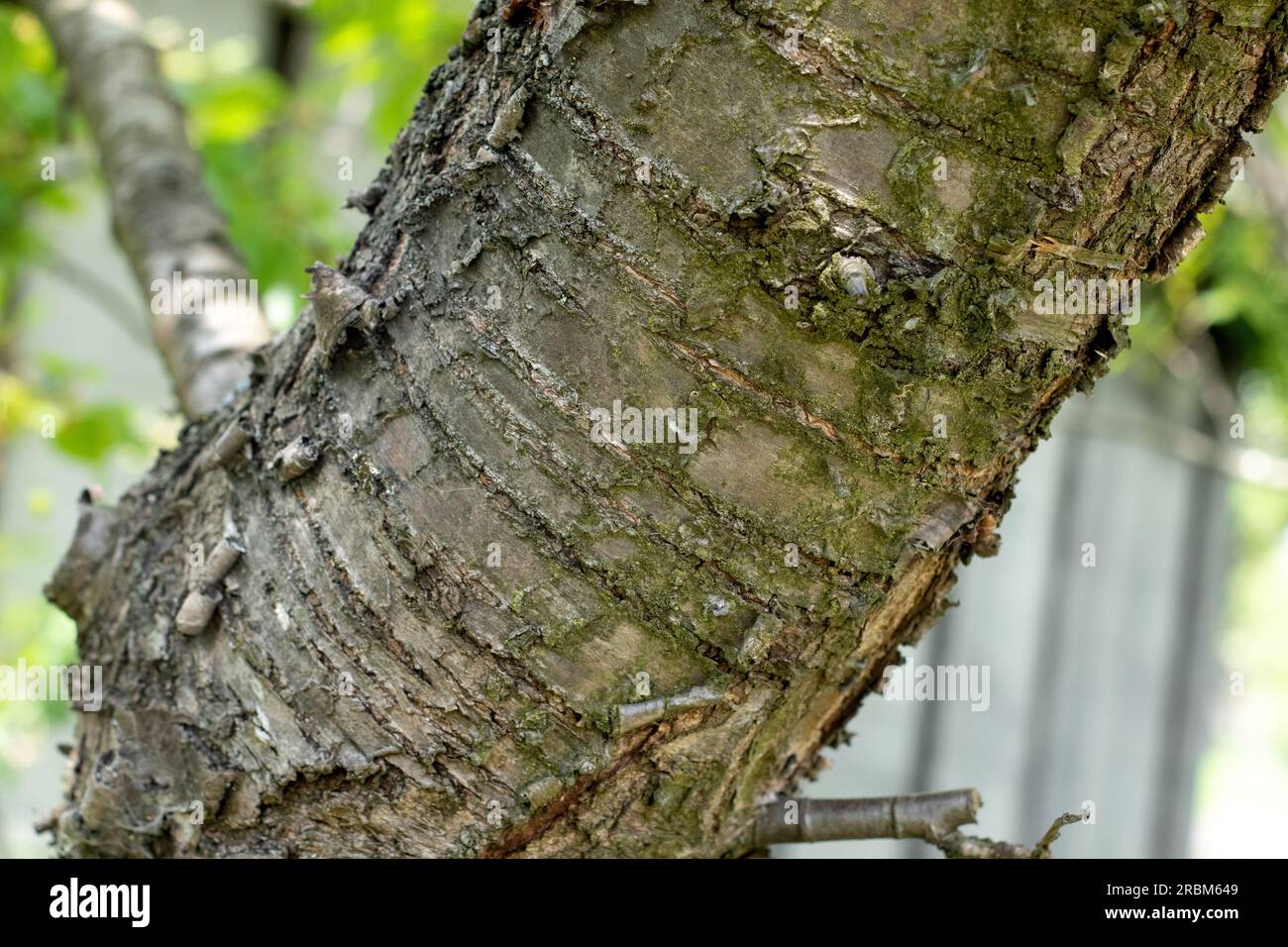 Cut of very old tree. Stump texture. A pattern of concentric circles ...