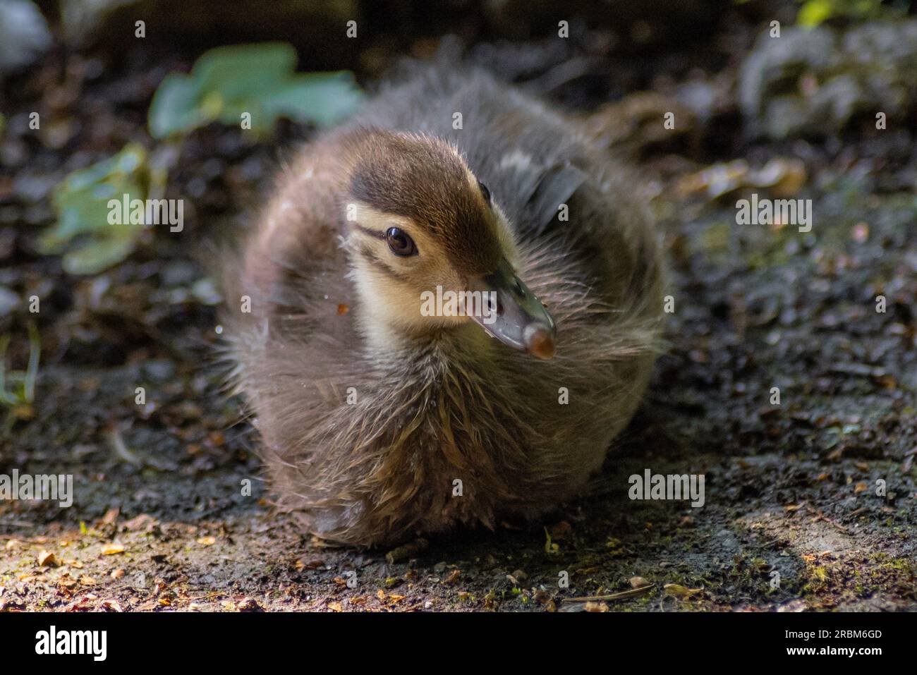 Cute little duckling curiously posing for the camera Stock Photo - Alamy