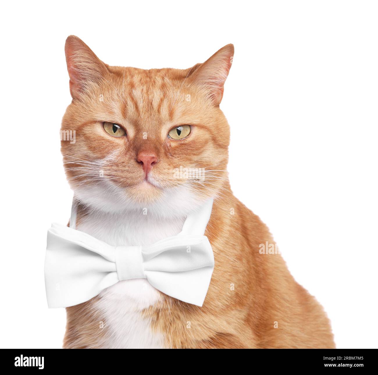 Cute cat with bow tie isolated on white Stock Photo - Alamy