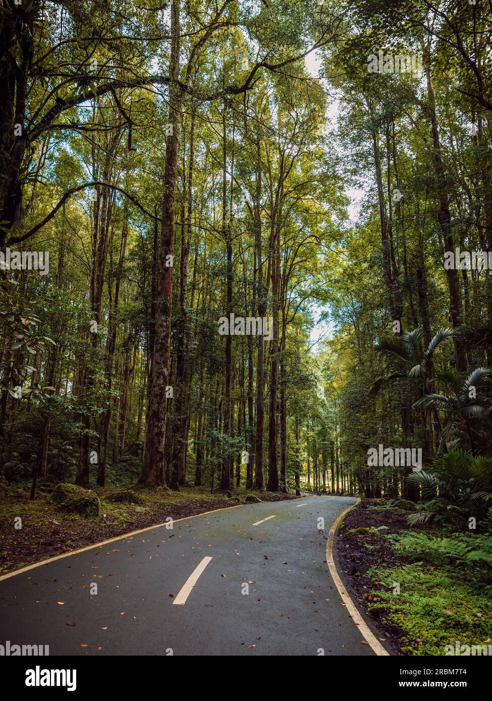 Tropical botanic garden with wild bali forest and road in Bali ...