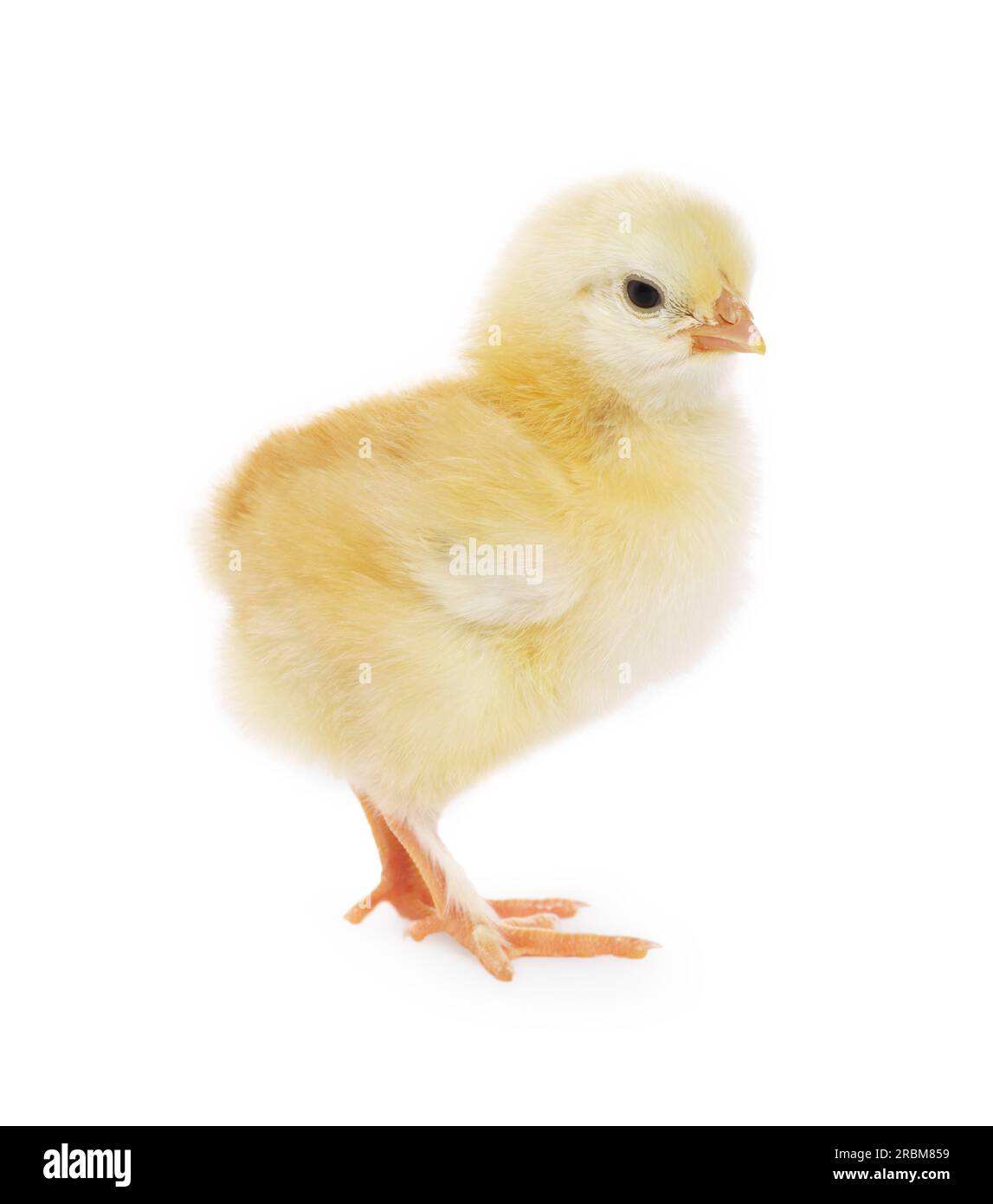 Cute fluffy baby chicken on white background Stock Photo - Alamy