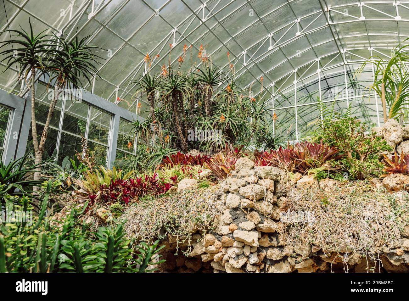 Cactus and succulent garden under glass house in botanic garden at Bali ...