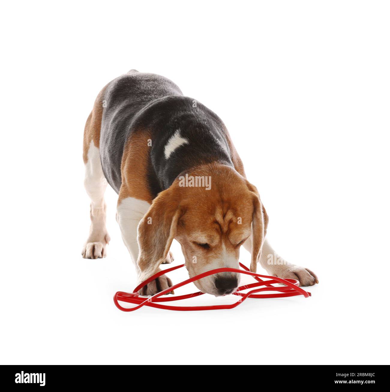 Playful Beagle dog damaging electrical wire on white background Stock ...