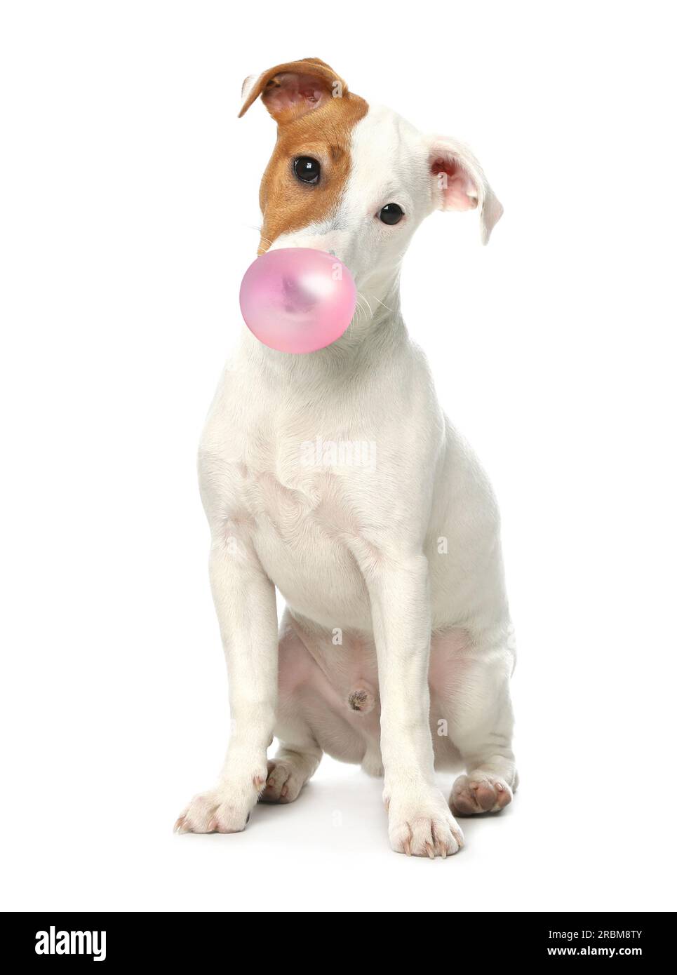 Cute Jack Russell Terrier dog blowing bubble gum on white background ...