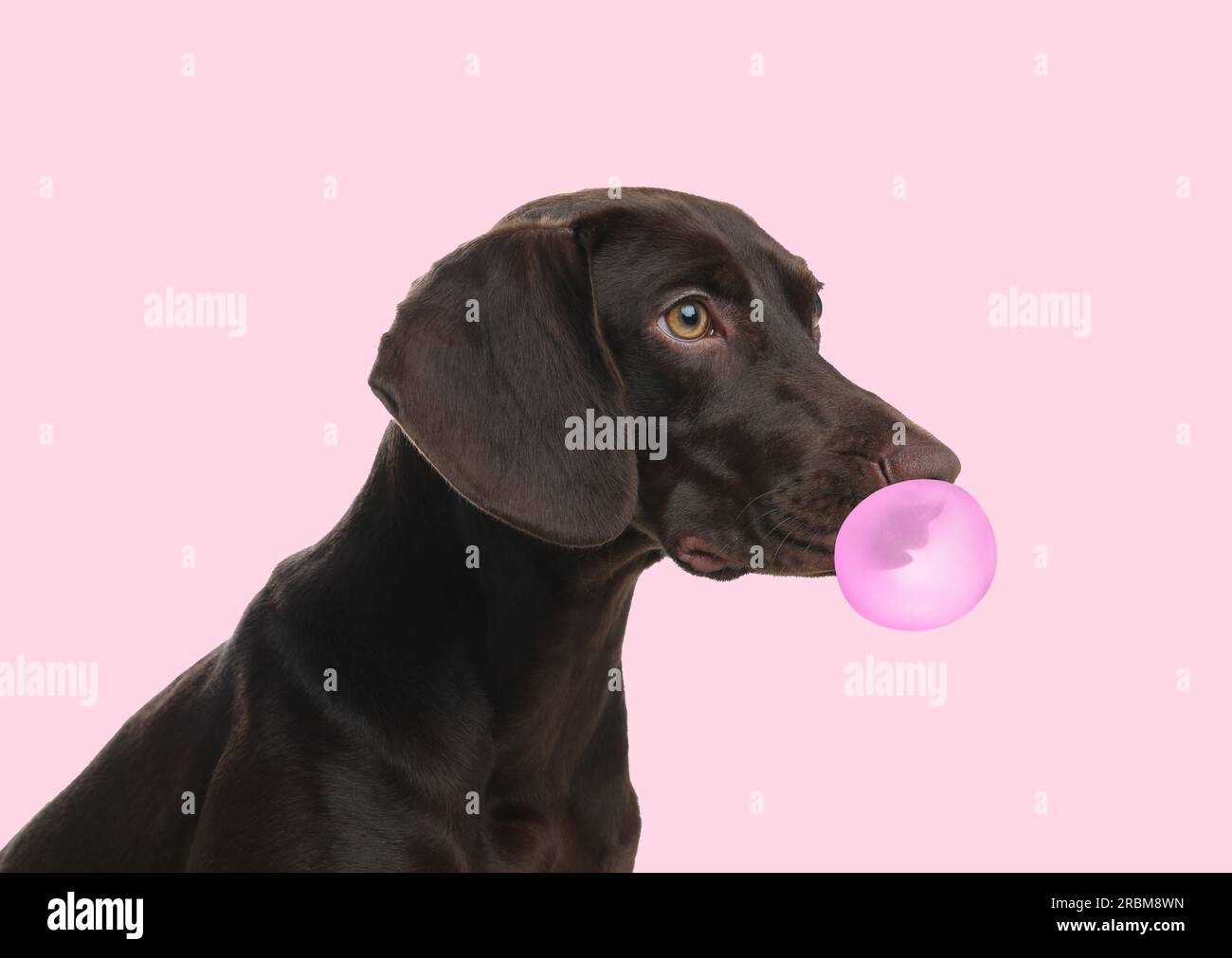 German Shorthaired Pointer dog with bubble of chewing gum on pink ...