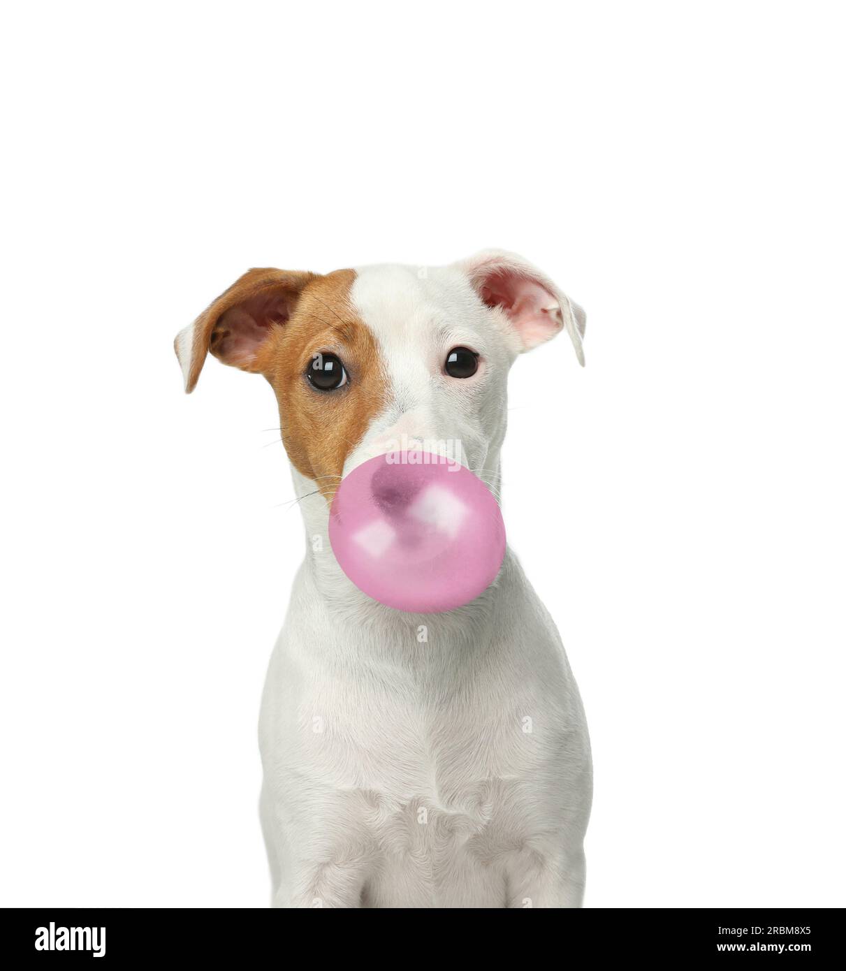 Cute Jack Russell Terrier dog blowing bubble gum on white background ...