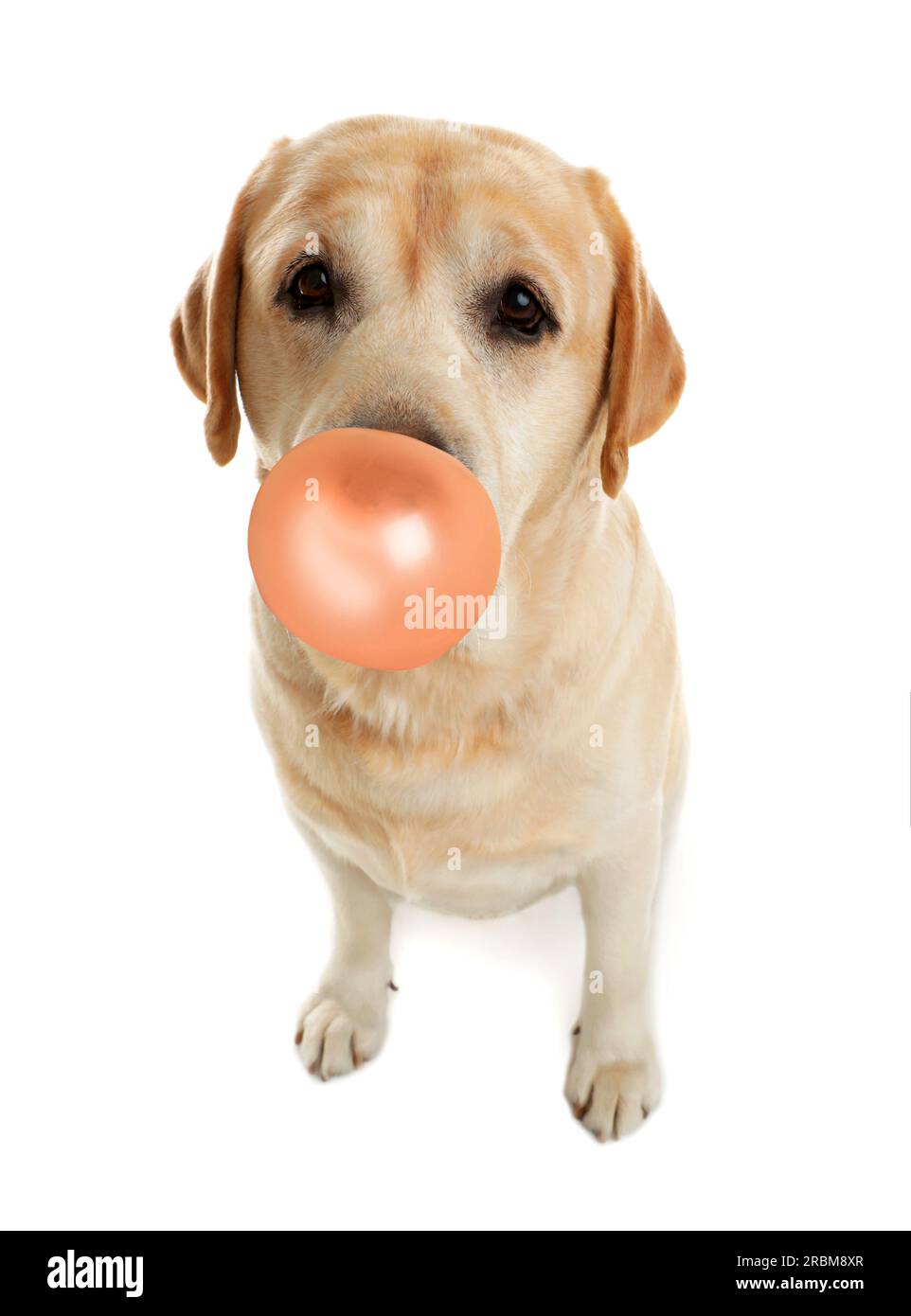 Cute Labrador Retriever dog blowing bubble gum on white background ...