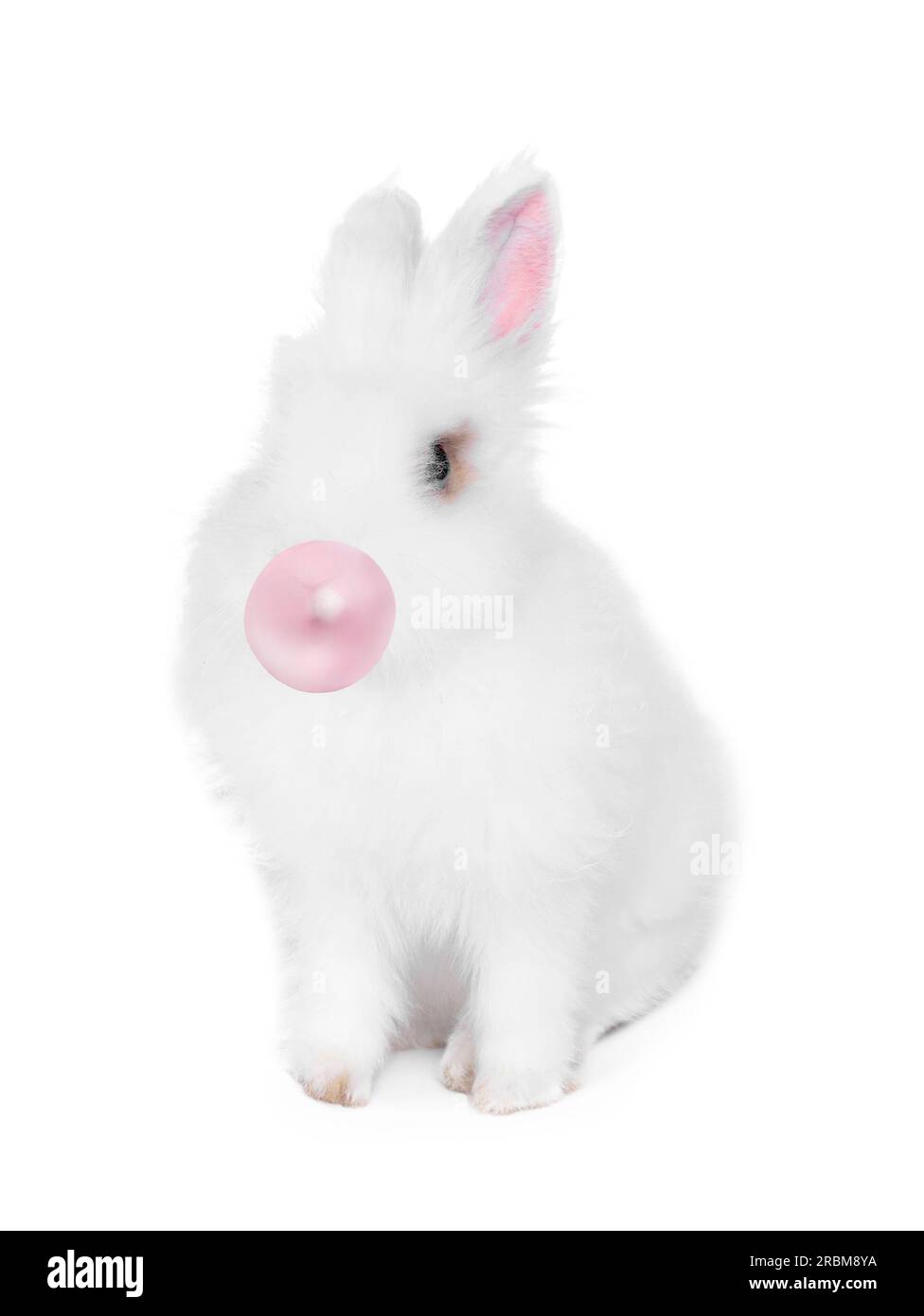 Fluffy rabbit with bubble of chewing gum on white background Stock ...