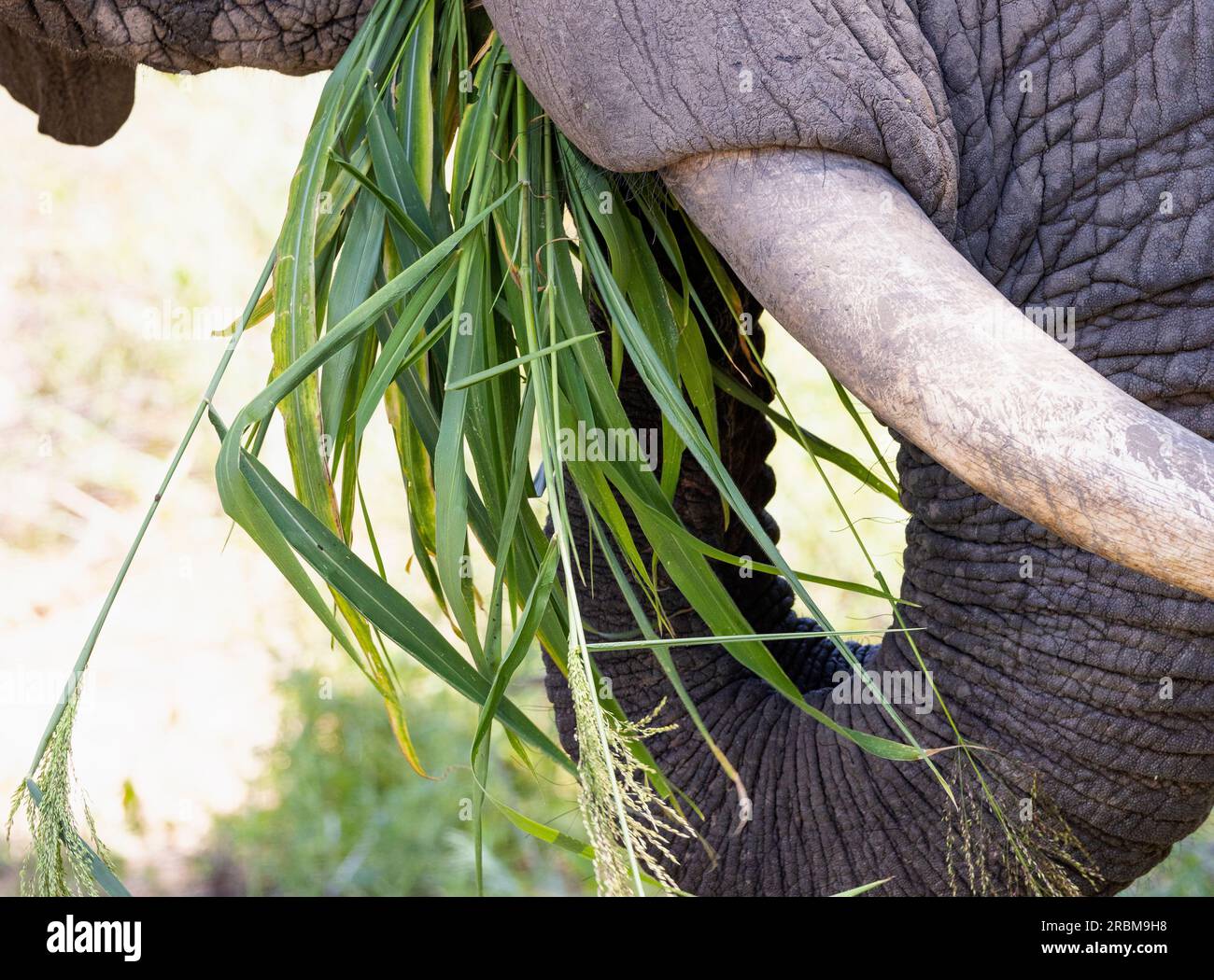 The Elephants trunk is a highly versatile fifth appendage. The ...