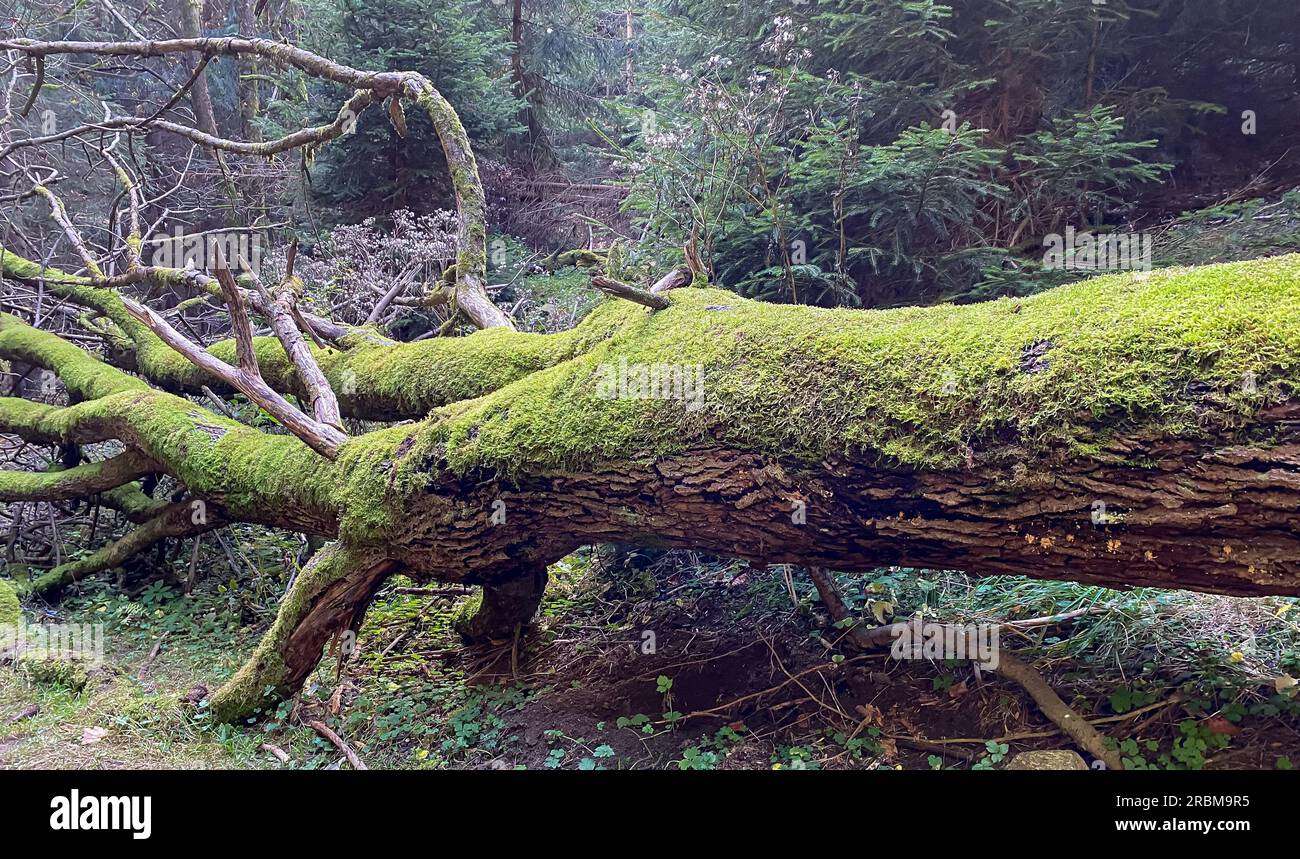 Swamp white oak tree hi-res stock photography and images - Alamy