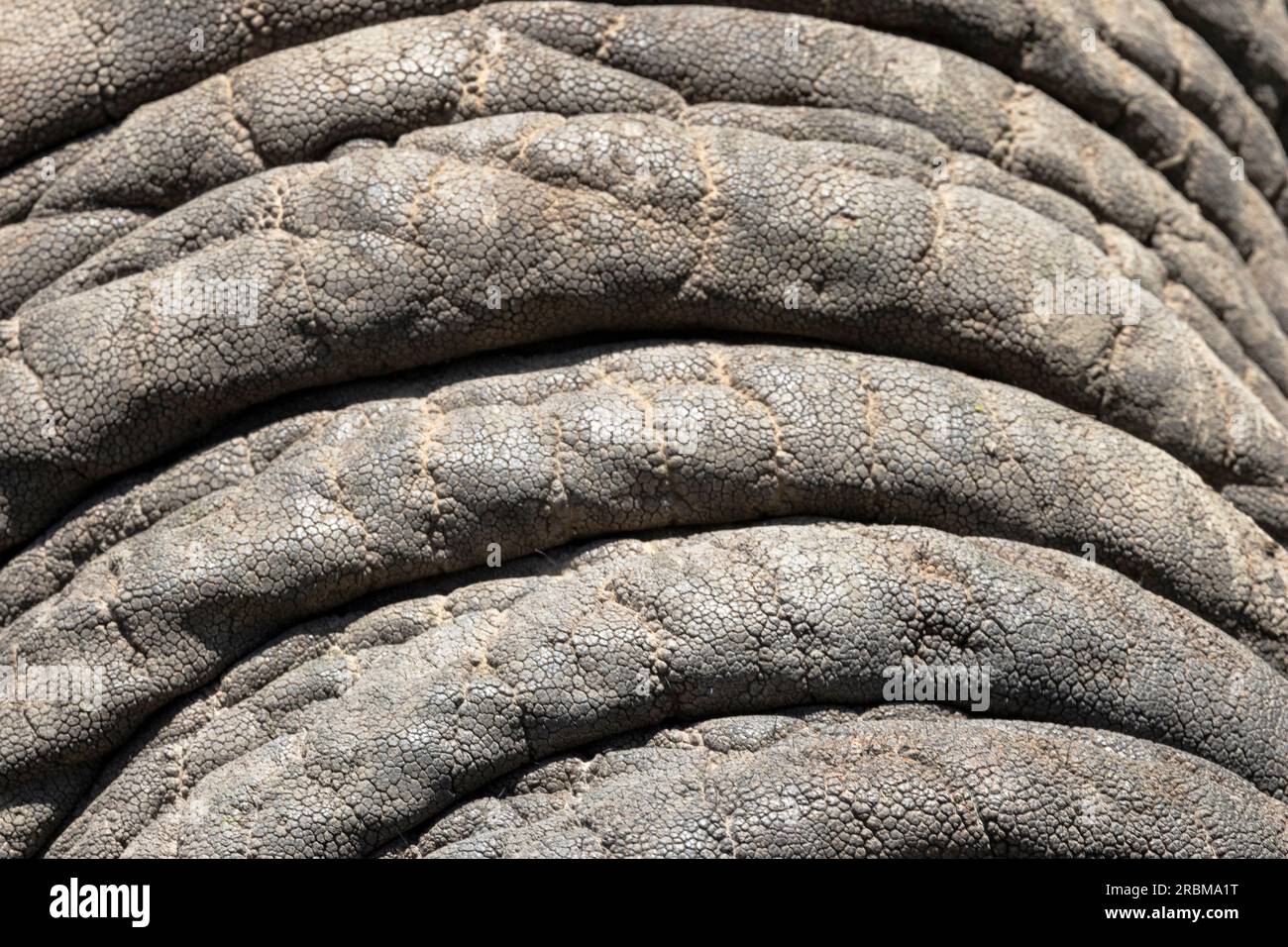 The thick hide of an Elephant is a very effecting heat store and can be ...