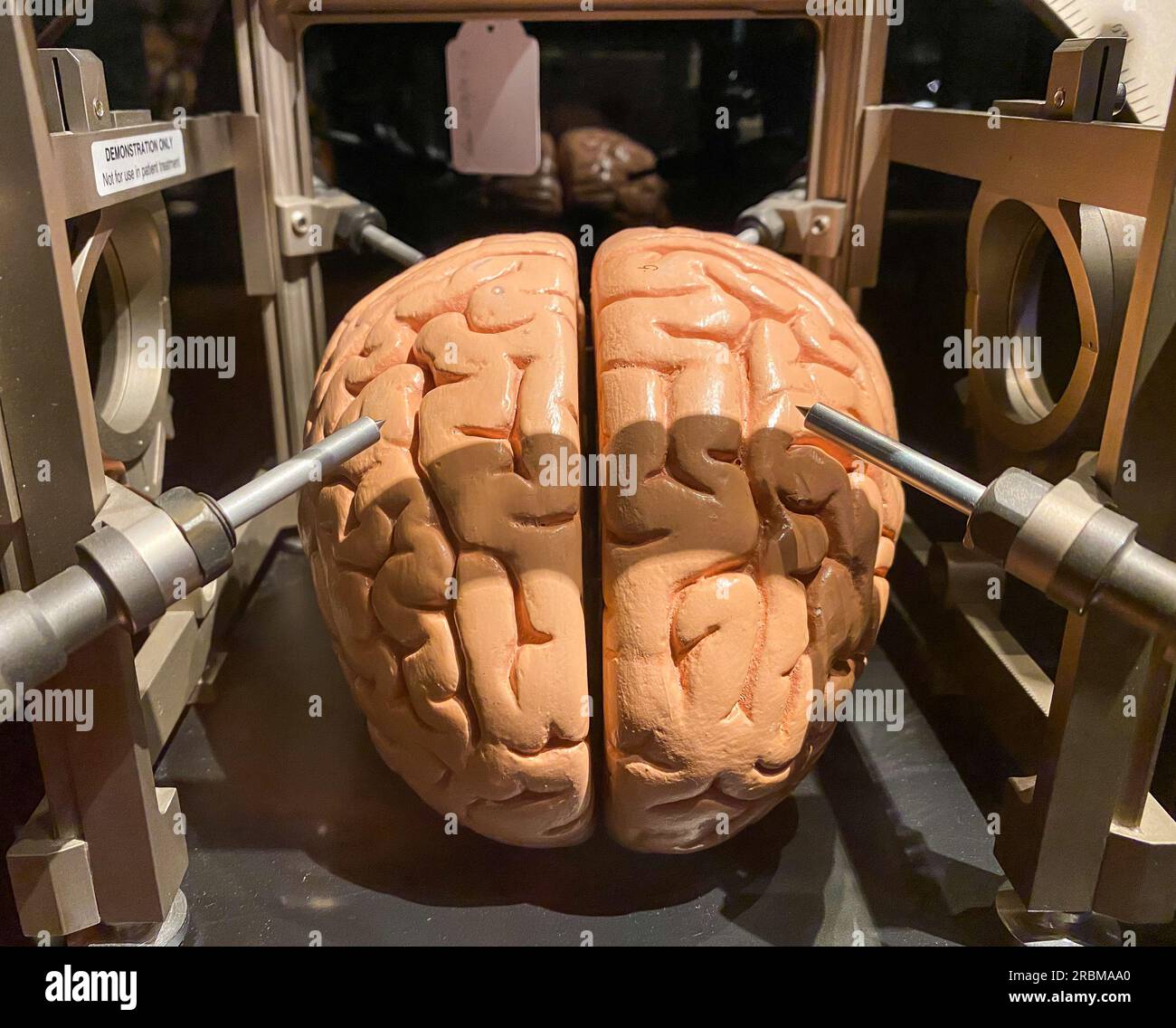 Human brain science class hi-res stock photography and images - Alamy