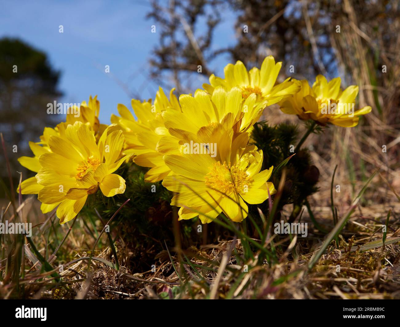 Spring Adonis, Spring Adonis, Adonis vernalis, Adonis Stock Photo - Alamy